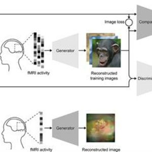 End-to-End Deep Image Reconstruction From Human Brain Activity | paper by Guohua Shen - Upcarta