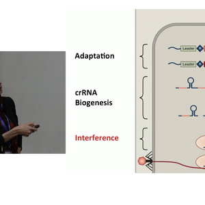 Jennifer Doudna: CRISPR Basics | video - Upcarta